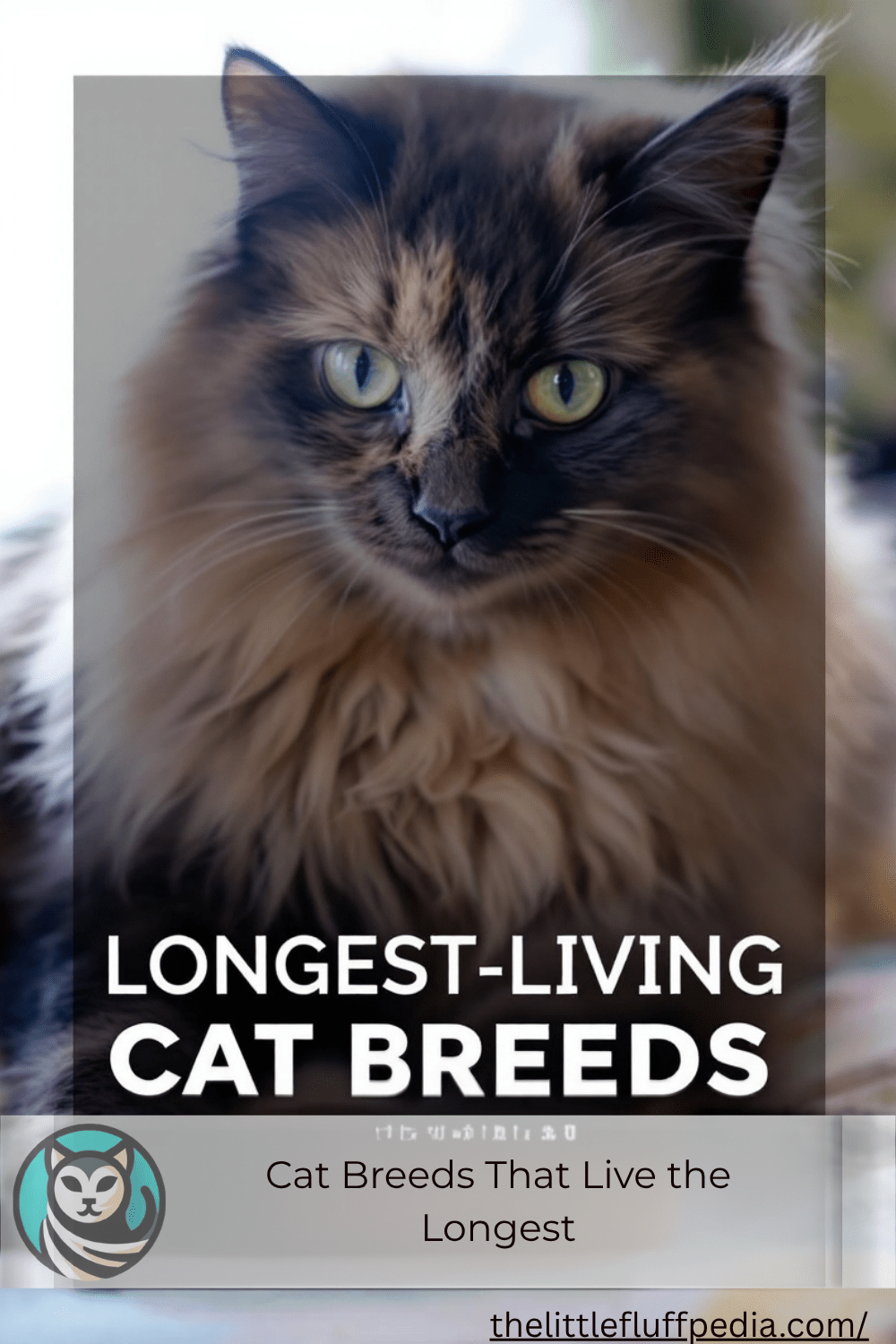 The Cat Breeds That Live the Longest - The Little Fluff Pedia