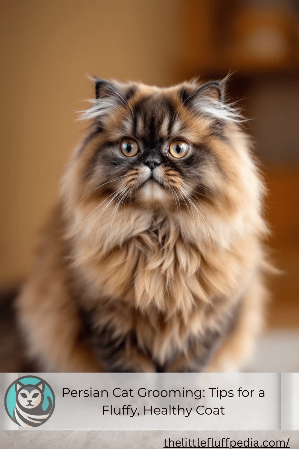 How to Groom a Persian Cat - The Little Fluff Pedia