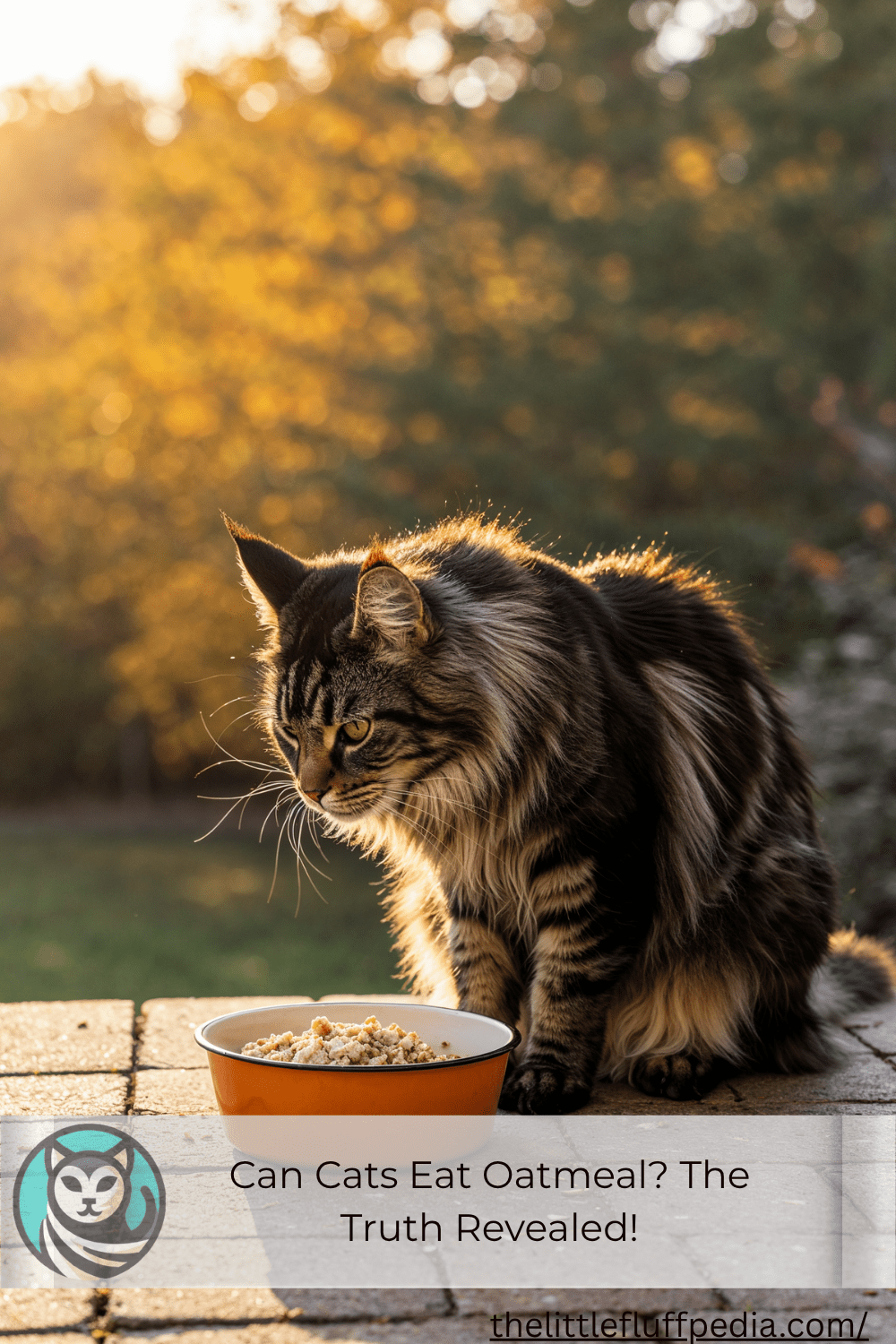 Can Cats Eat Oatmeal? - The Little Fluff Pedia