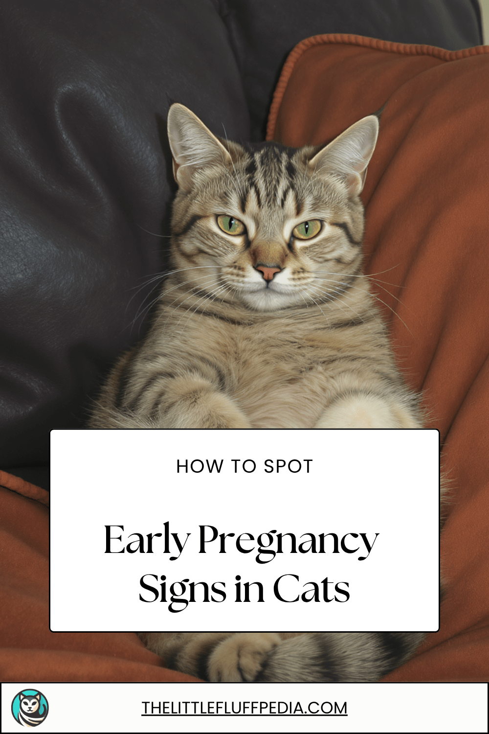 How do you know a Cat is pregnant? - The Little Fluff Pedia